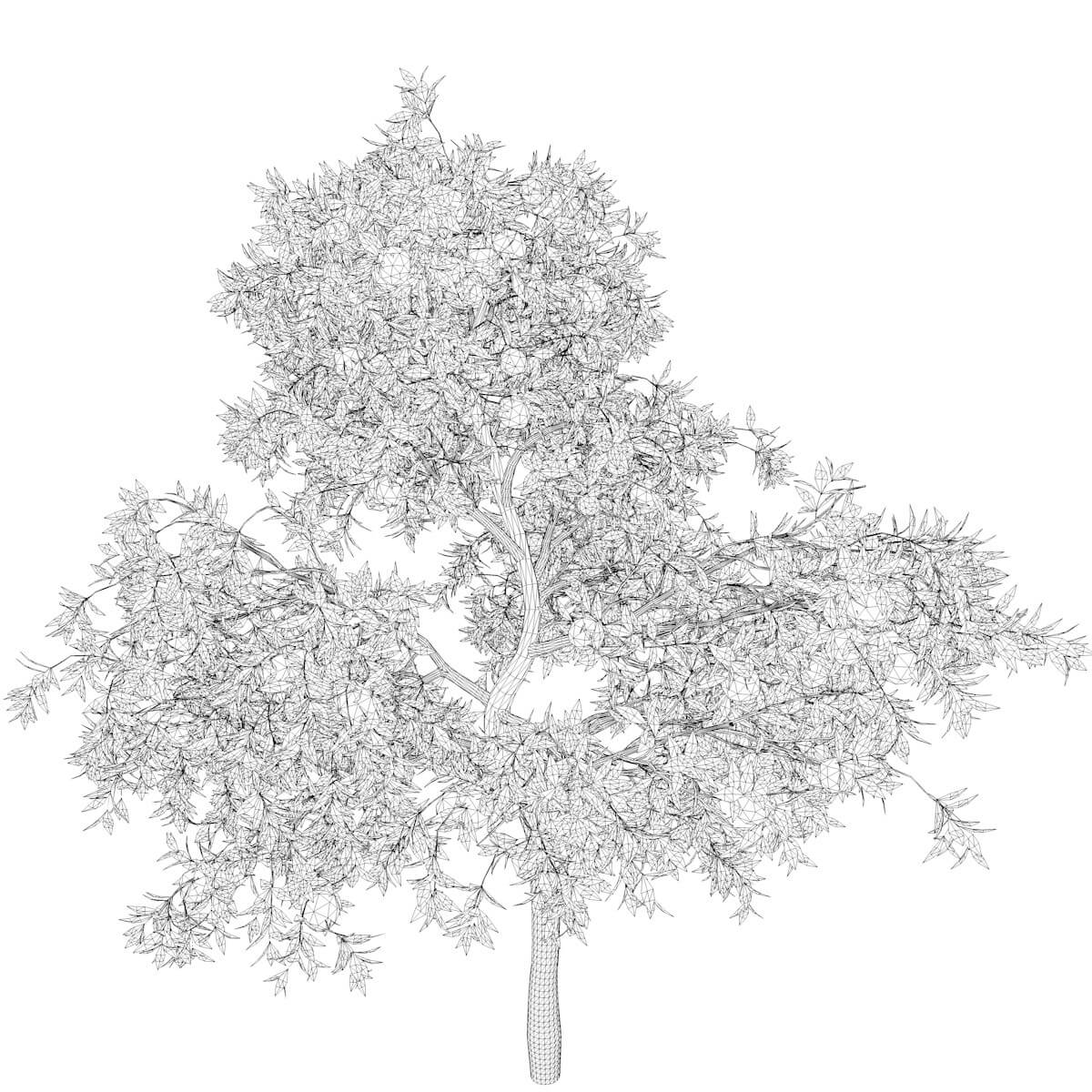 Orange Tree Collection by AntonioKowatsch