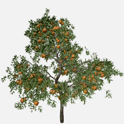 Orange Tree #09 - 3D Model by AntonioKowatsch
