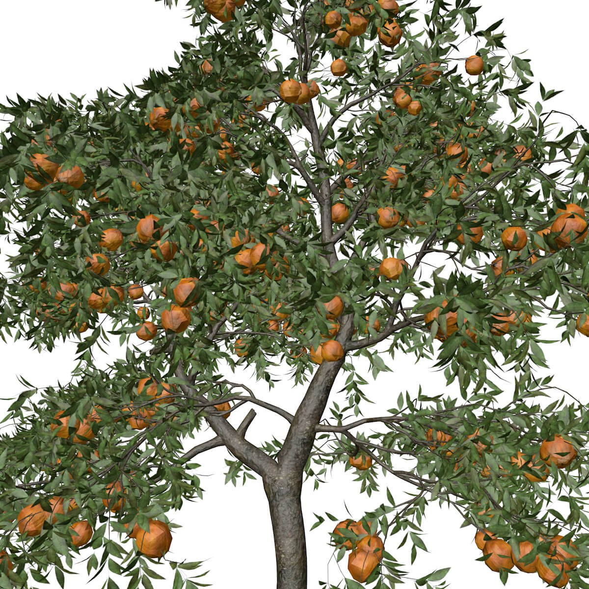 Orange Tree #10 - 3D Model by AntonioKowatsch