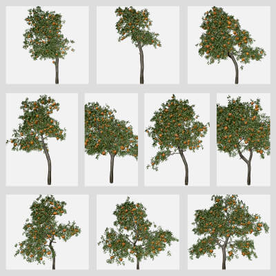 Orange Tree Collection by AntonioKowatsch