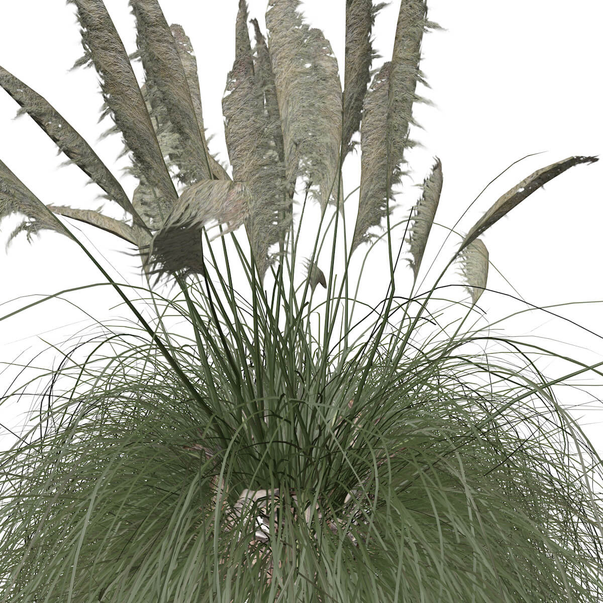 Pampas Grass Plant Collection by AntonioKowatsch