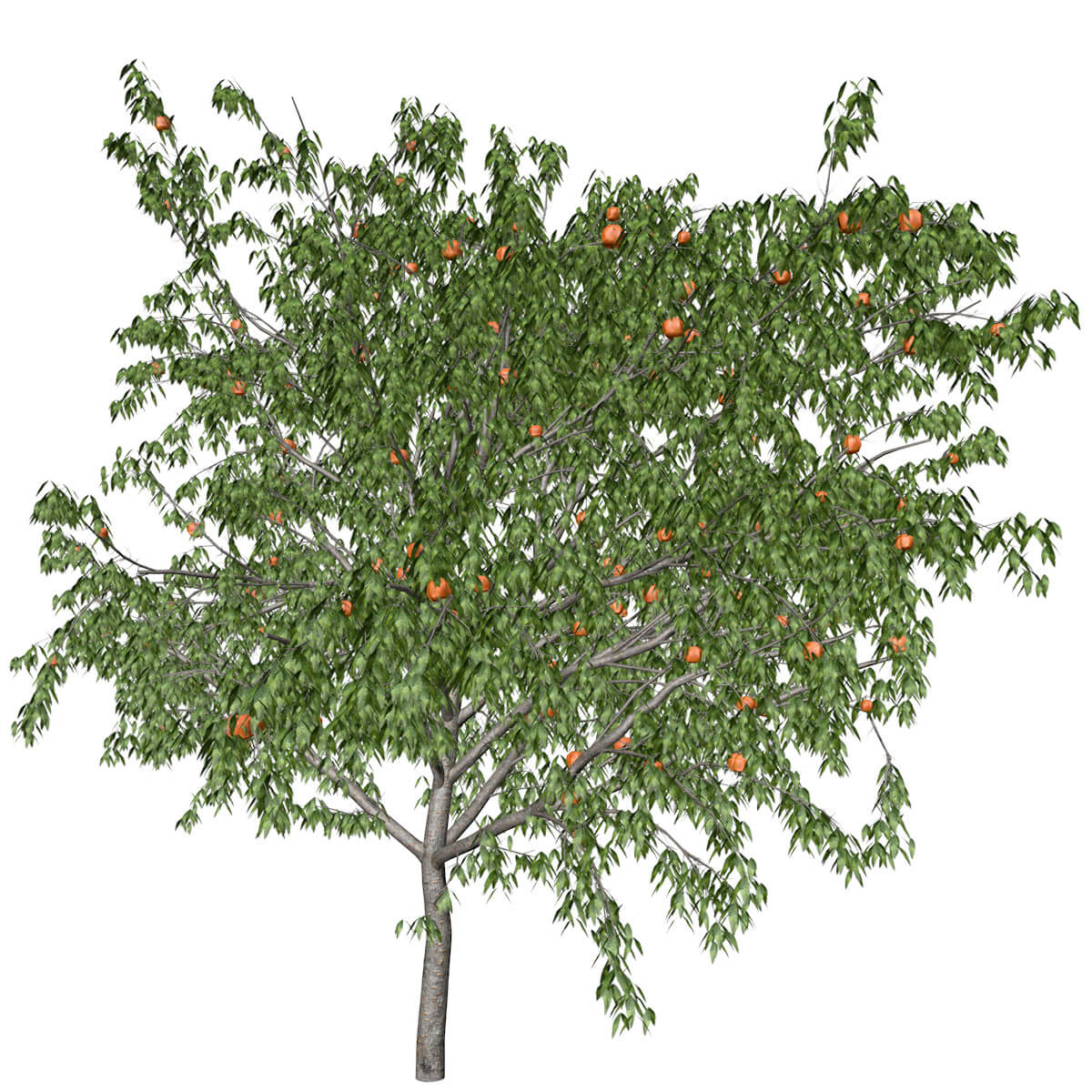 Peach Tree #05 - 3D Model by AntonioKowatsch