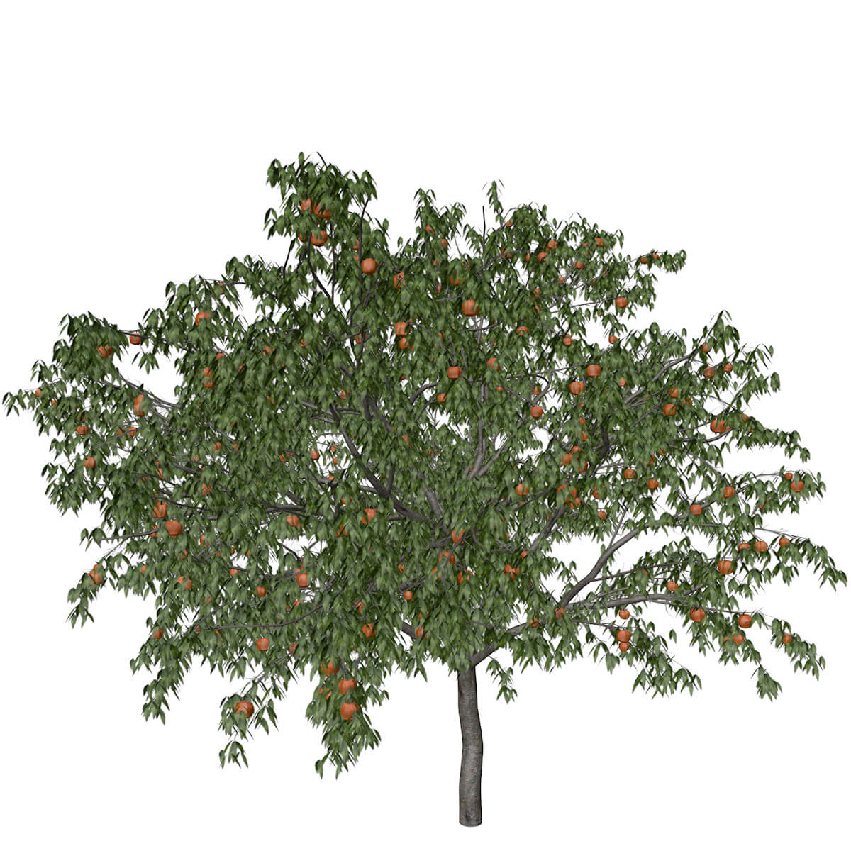 Peach Tree Collection by AntonioKowatsch