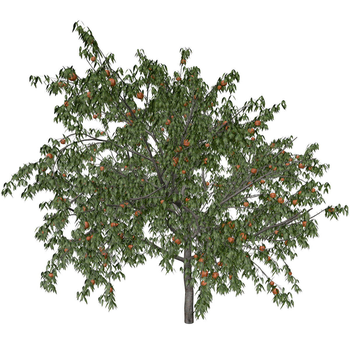 Peach Tree Collection by AntonioKowatsch