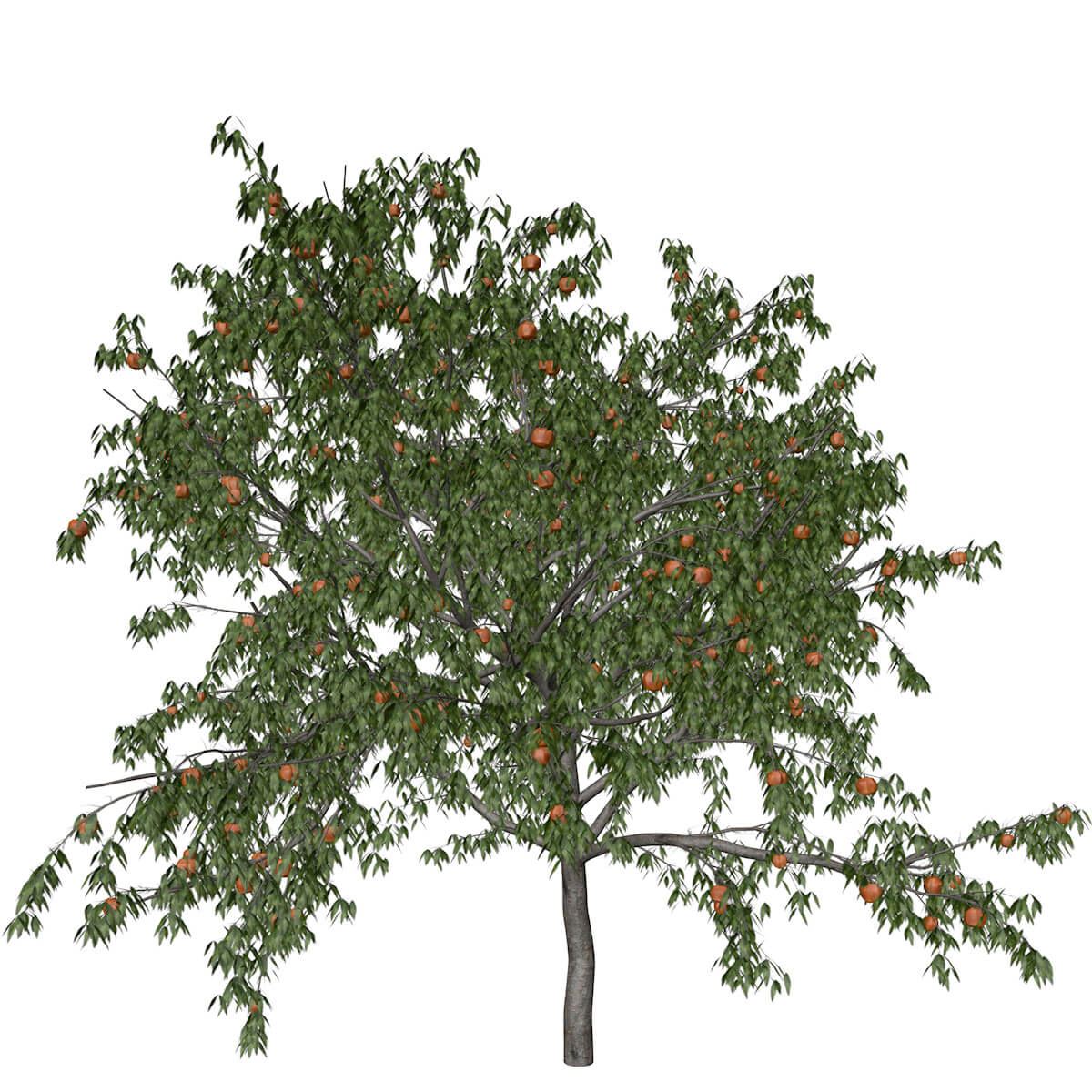 Peach Tree Collection by AntonioKowatsch