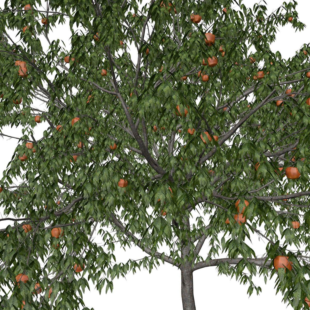 Peach Tree #08 - 3D Model by AntonioKowatsch