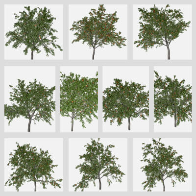 Peach Tree Collection by AntonioKowatsch