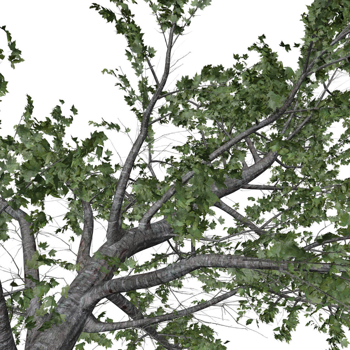 Plitvice Maple Tree #01 - 3D Model by AntonioKowatsch