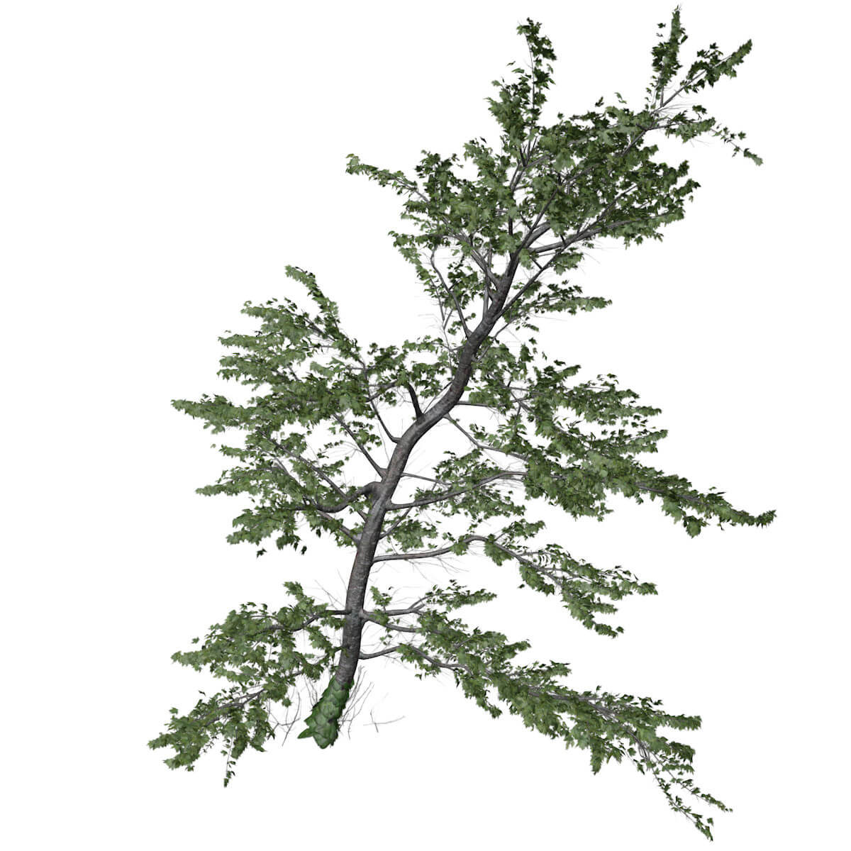 Plitvice Maple Tree #07 - 3D Model by AntonioKowatsch