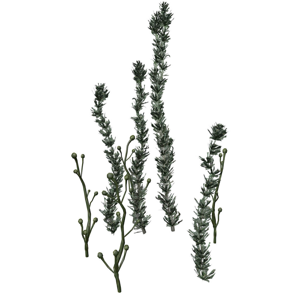 Pond Weed #04 - 3D Model by AntonioKowatsch