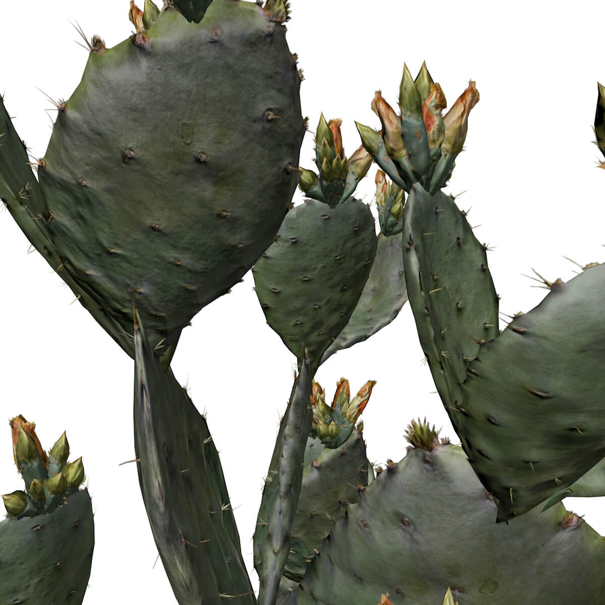 Prickly Pear Cactus Plant Collection by AntonioKowatsch