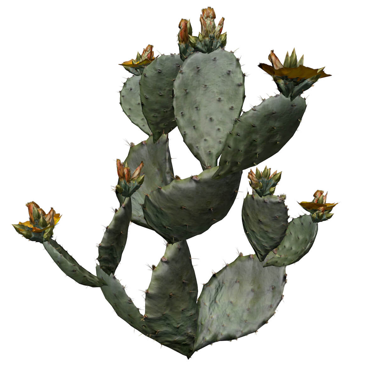 Prickly Pear Cactus #03 - 3D Model by AntonioKowatsch