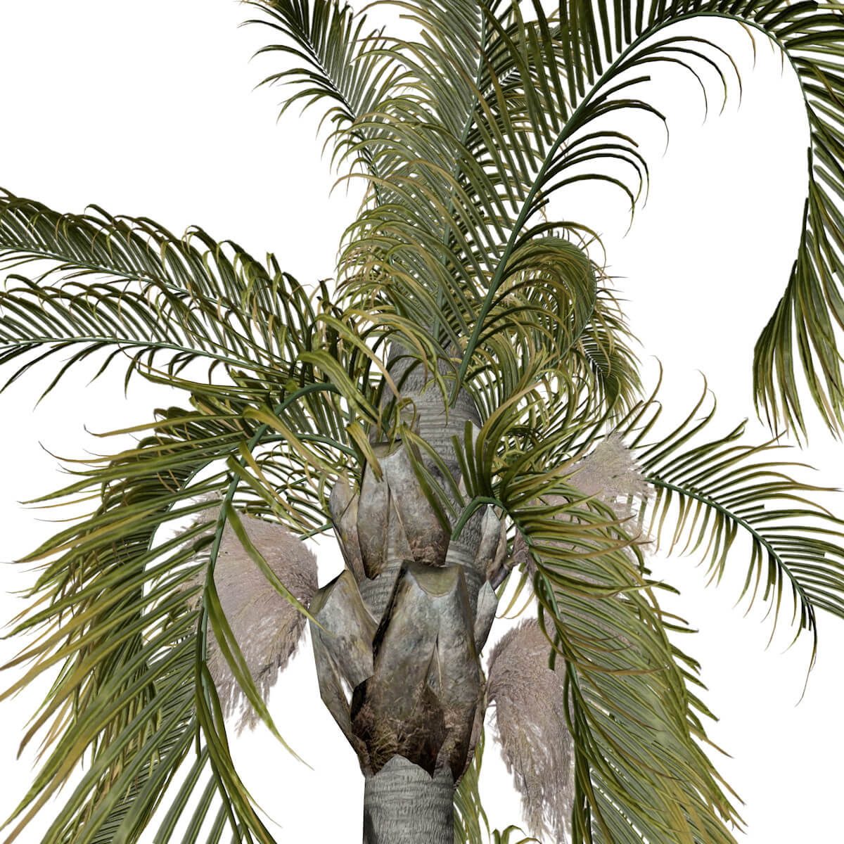 Queen Palm Tree Collection by AntonioKowatsch