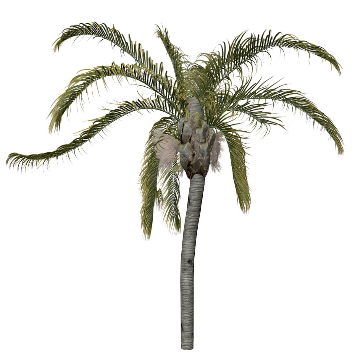 Queen Palm #03 - 3D Model by AntonioKowatsch
