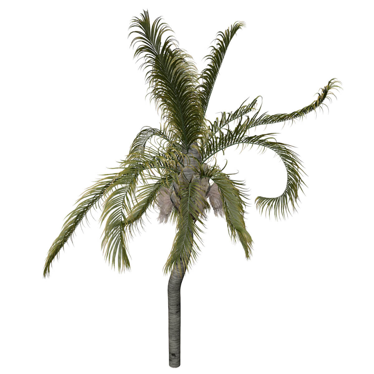 Queen Palm #09 - 3D Model by AntonioKowatsch