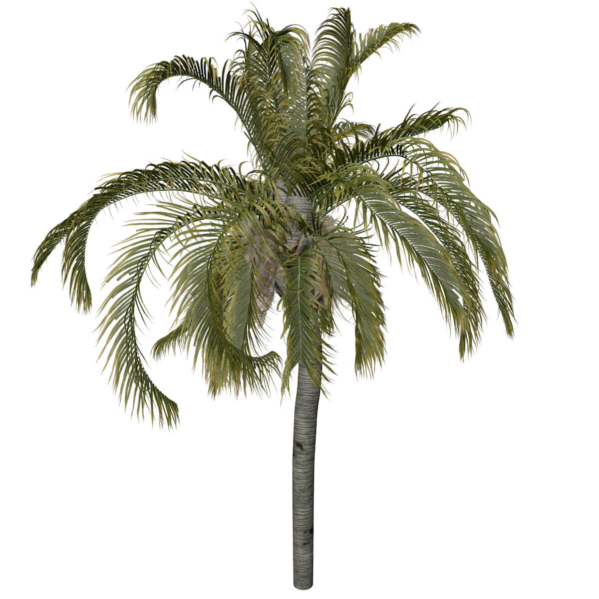 Queen Palm #10 - 3D Model by AntonioKowatsch