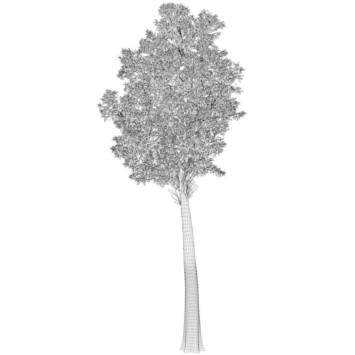 Rainbow Gum Tree #02 - 3D Model by AntonioKowatsch
