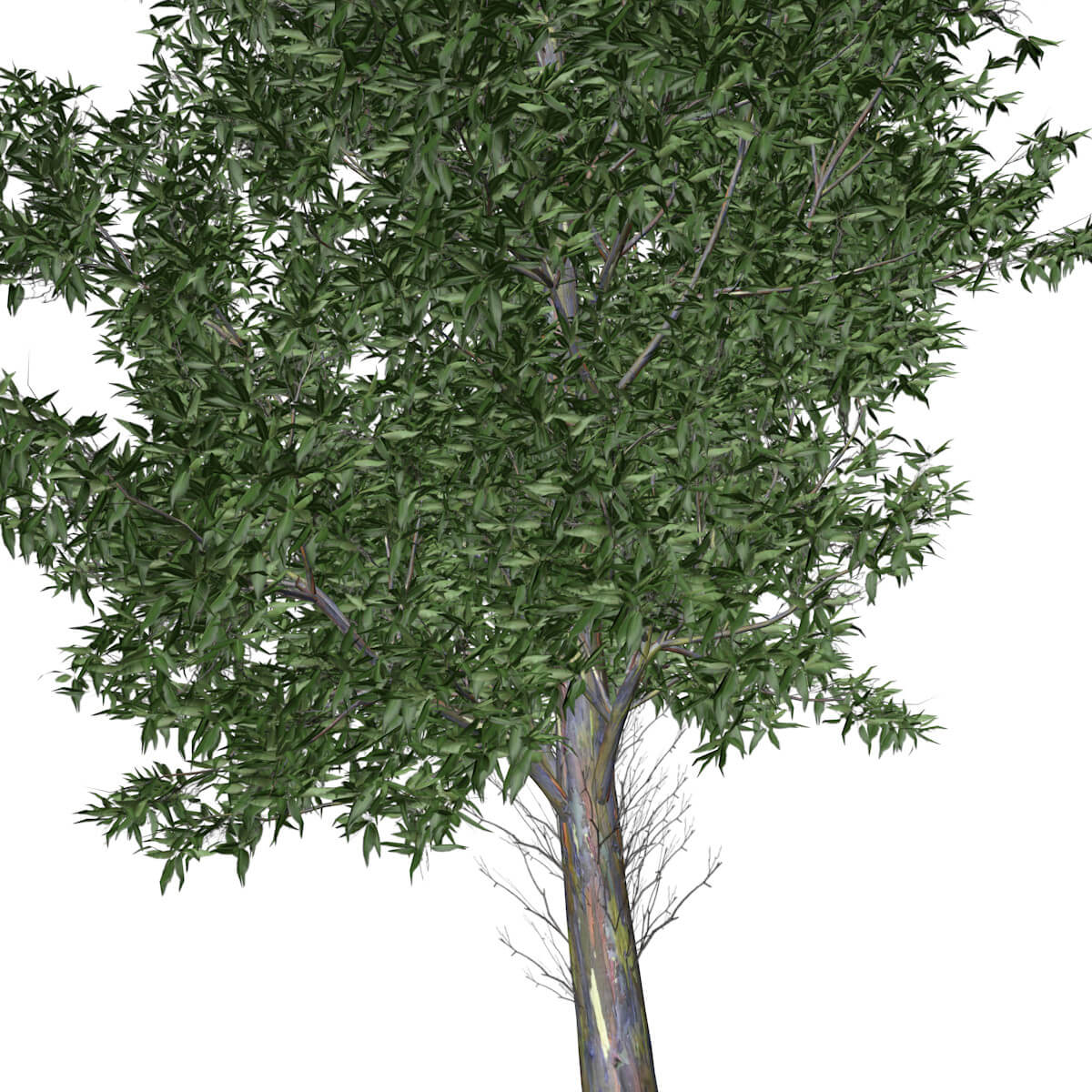 Rainbow Gum Tree #02 - 3D Model by AntonioKowatsch