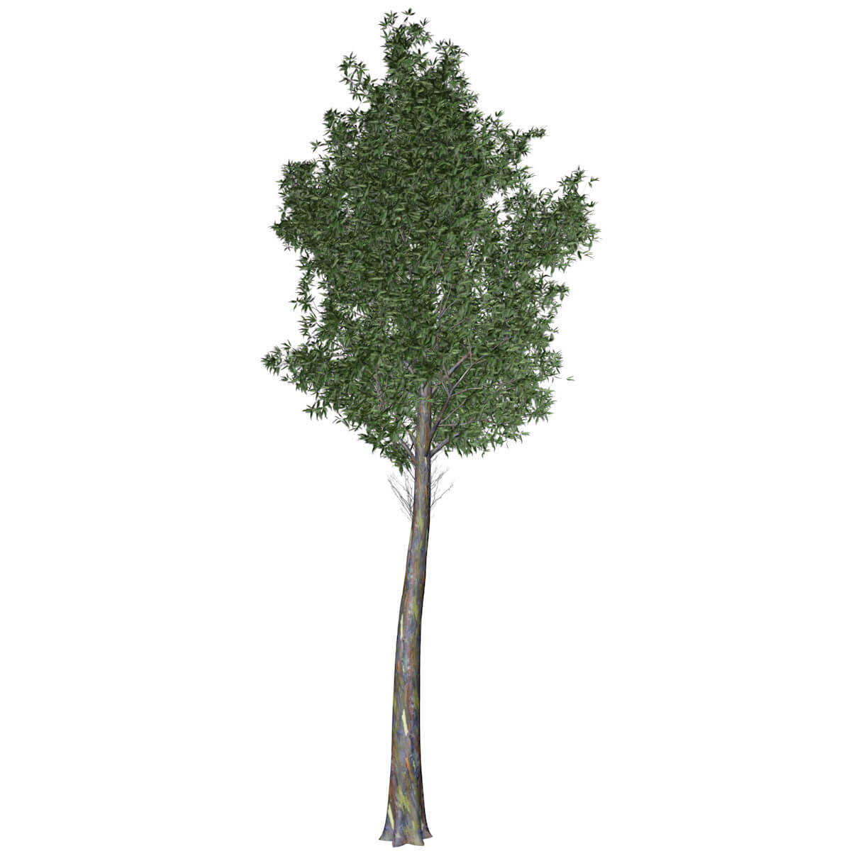 Rainbow Gum Tree #04 - 3D Model by AntonioKowatsch