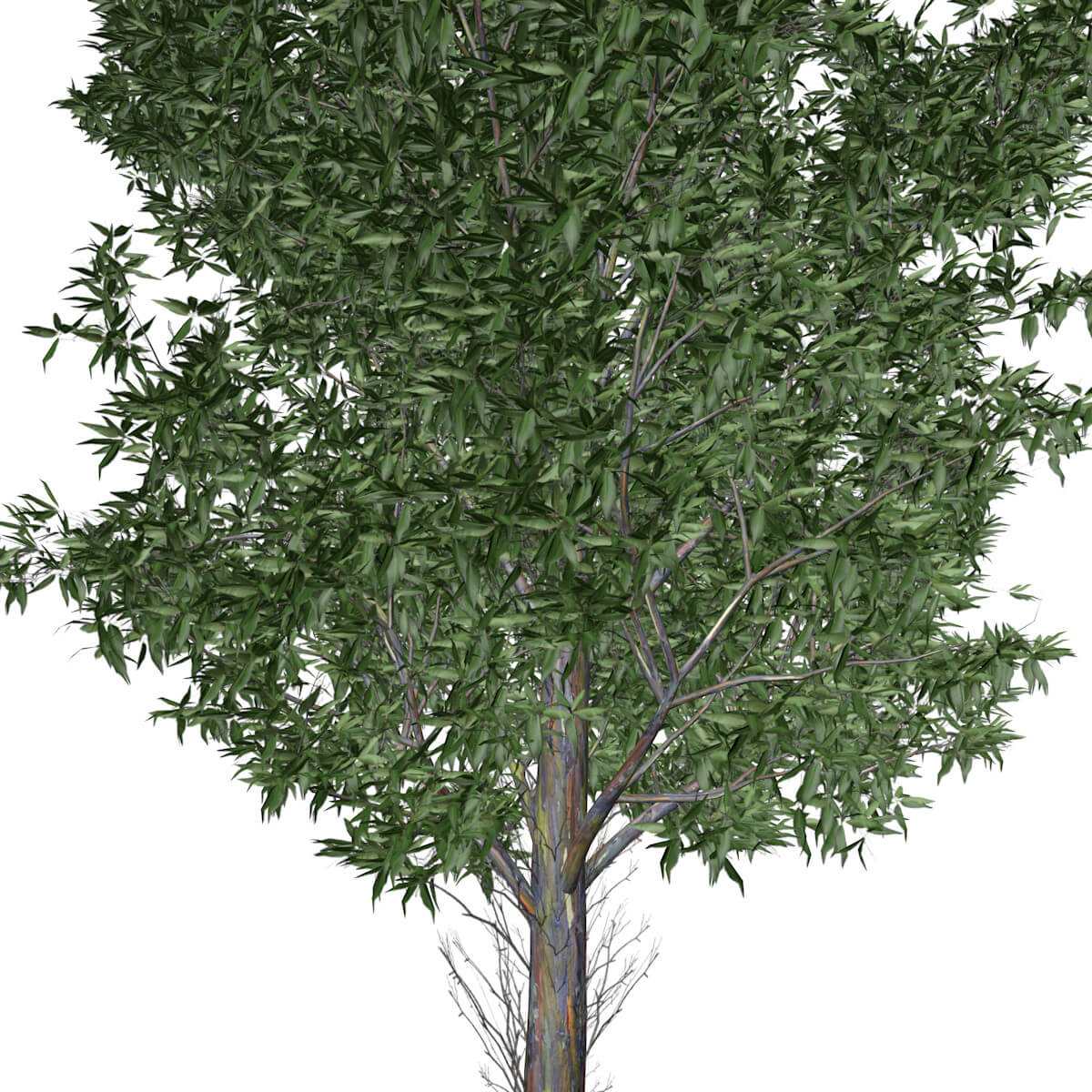 Rainbow Gum Tree #04 - 3D Model by AntonioKowatsch