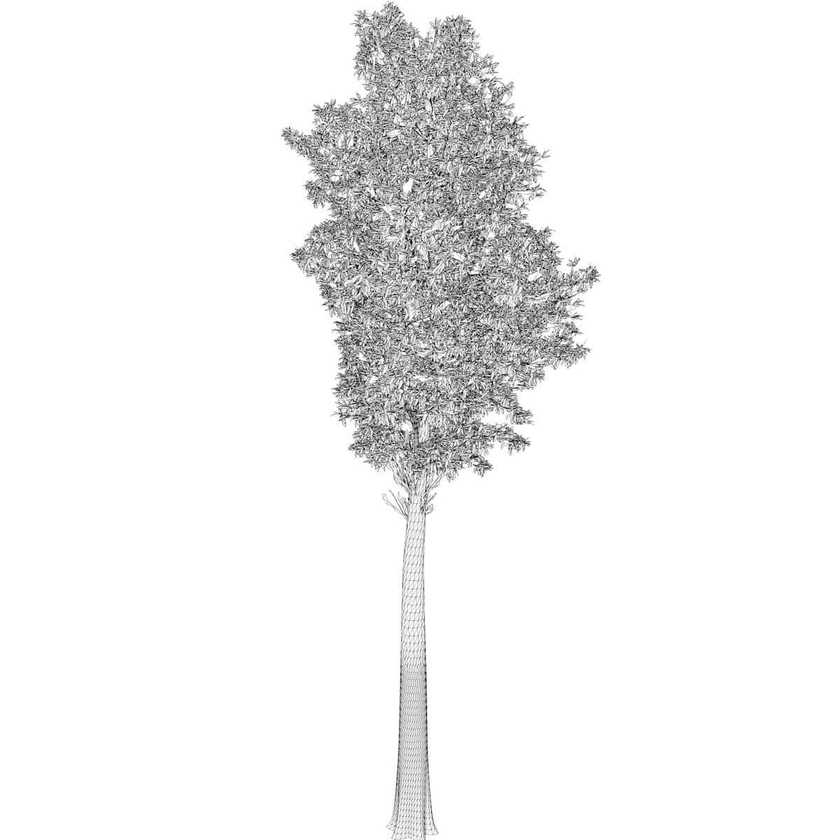 Rainbow Gum Tree #05 - 3D Model by AntonioKowatsch