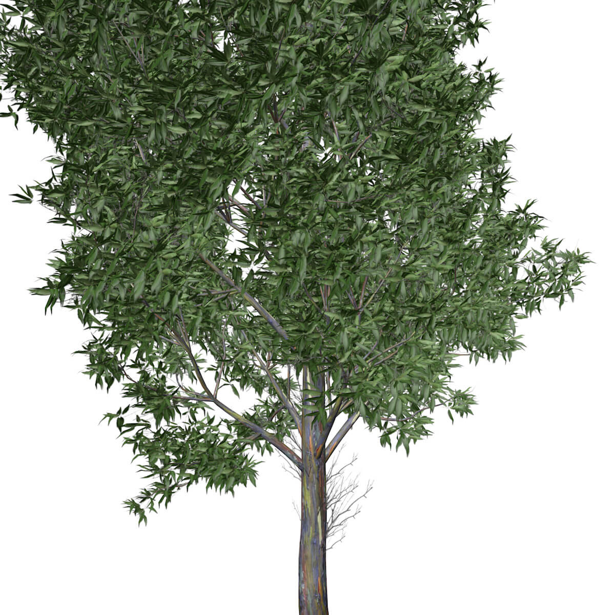 Rainbow Gum Tree #09 - 3D Model by AntonioKowatsch