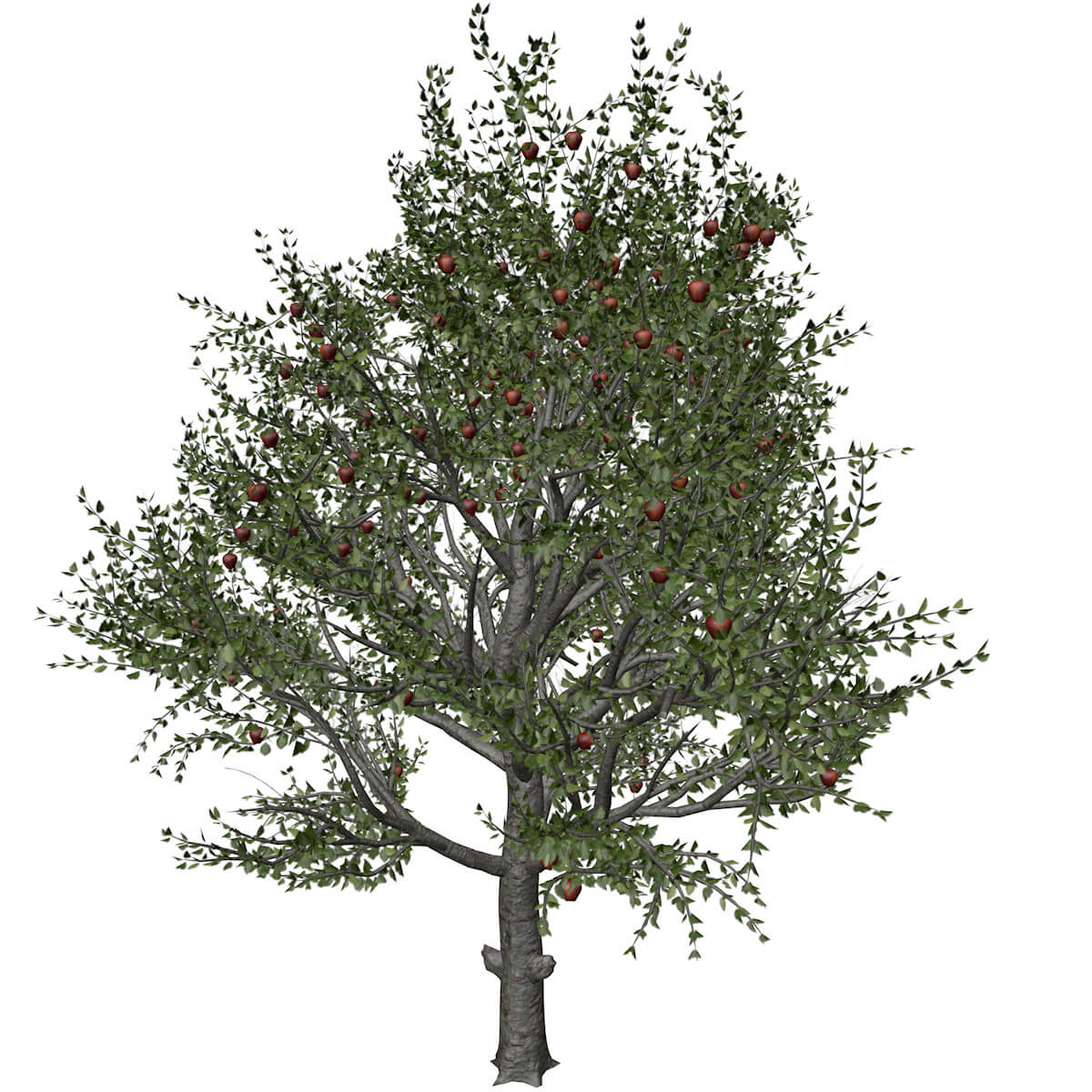 Red Delicious Apple Tree #01 - 3D Model by AntonioKowatsch