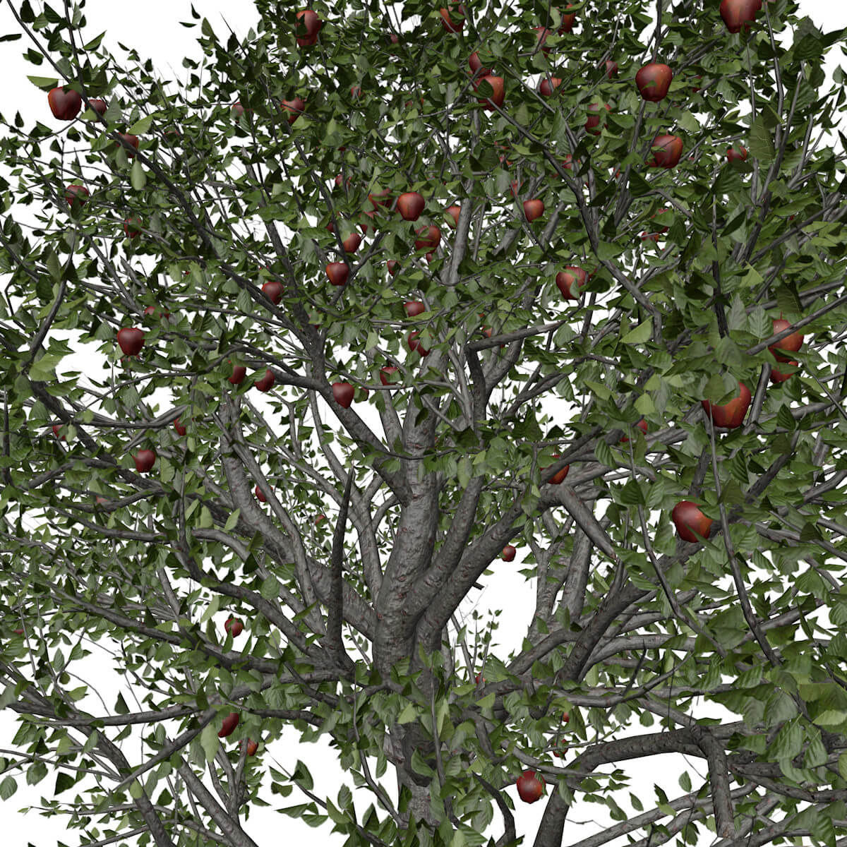 Red Delicious Apple Tree Collection by AntonioKowatsch