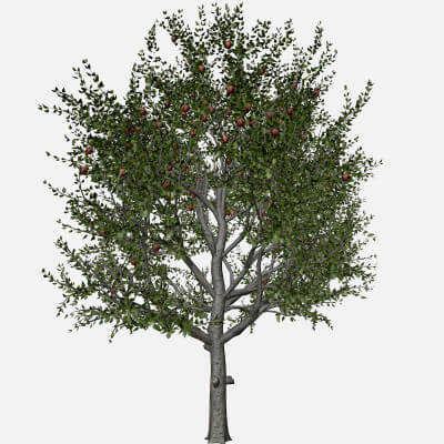 Red Delicious Apple Tree #03 - 3D Model by AntonioKowatsch