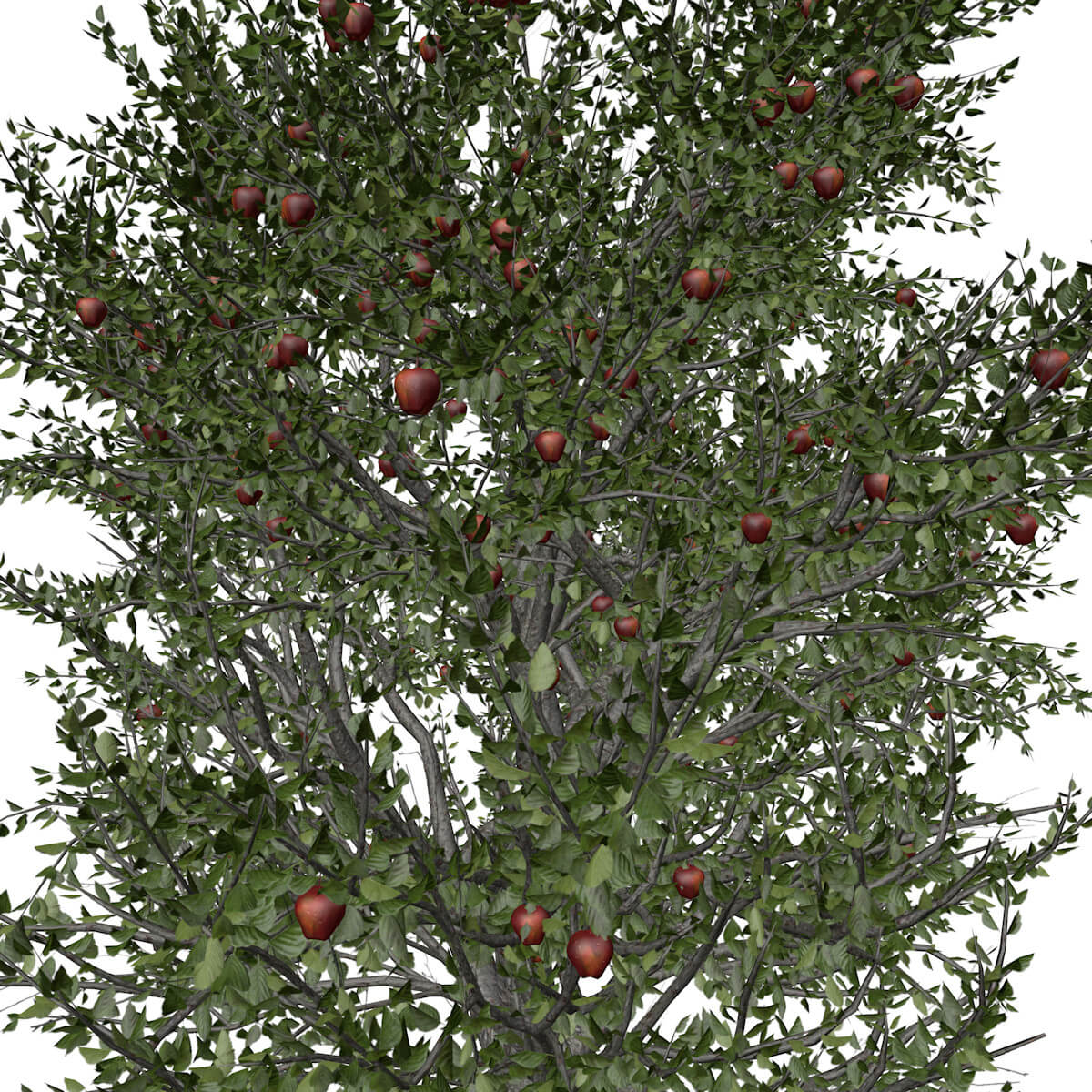 Red Delicious Apple Tree Collection by AntonioKowatsch