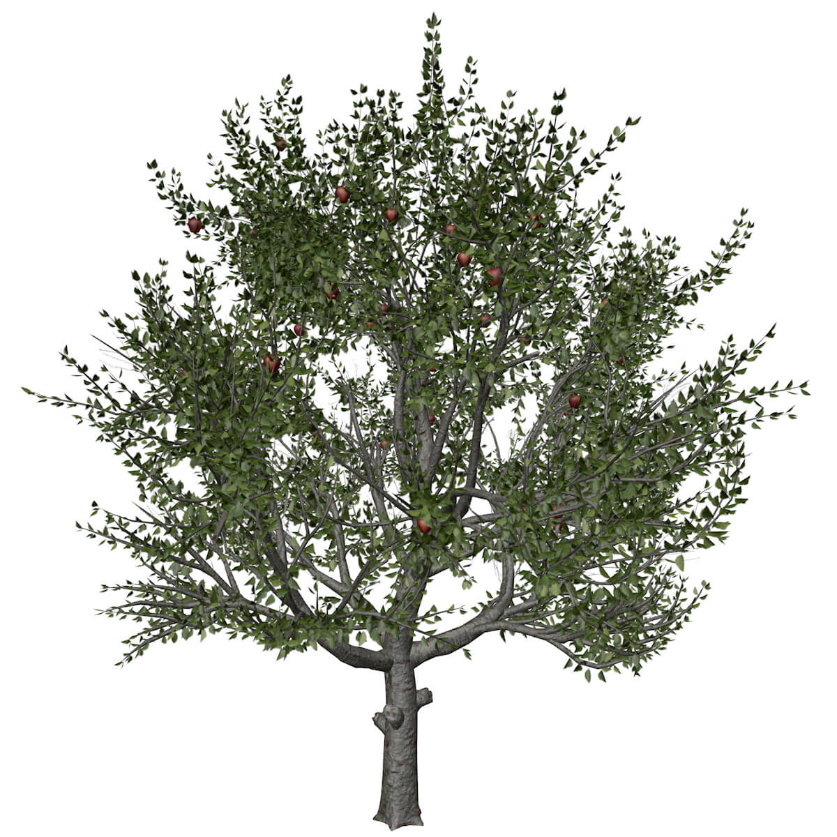 Red Delicious Apple Tree #06 - 3D Model by AntonioKowatsch