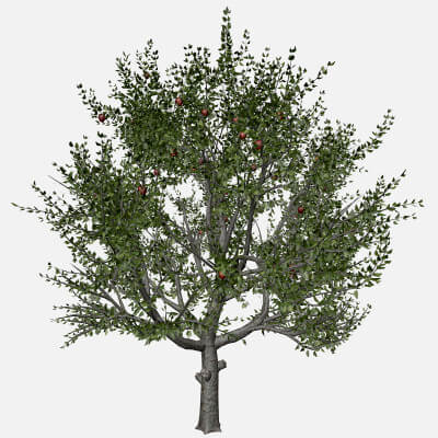 Red Delicious Apple Tree #06 - 3D Model by AntonioKowatsch