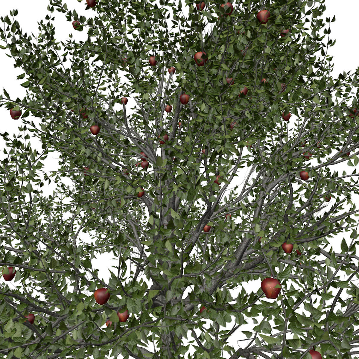 Red Delicious Apple Tree Collection by AntonioKowatsch