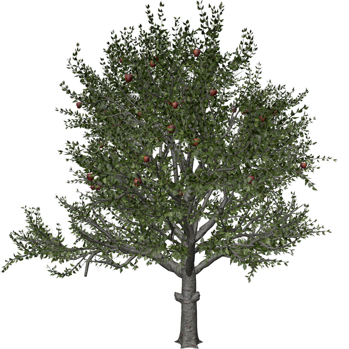 Red Delicious Apple Tree #09 - 3D Model by AntonioKowatsch