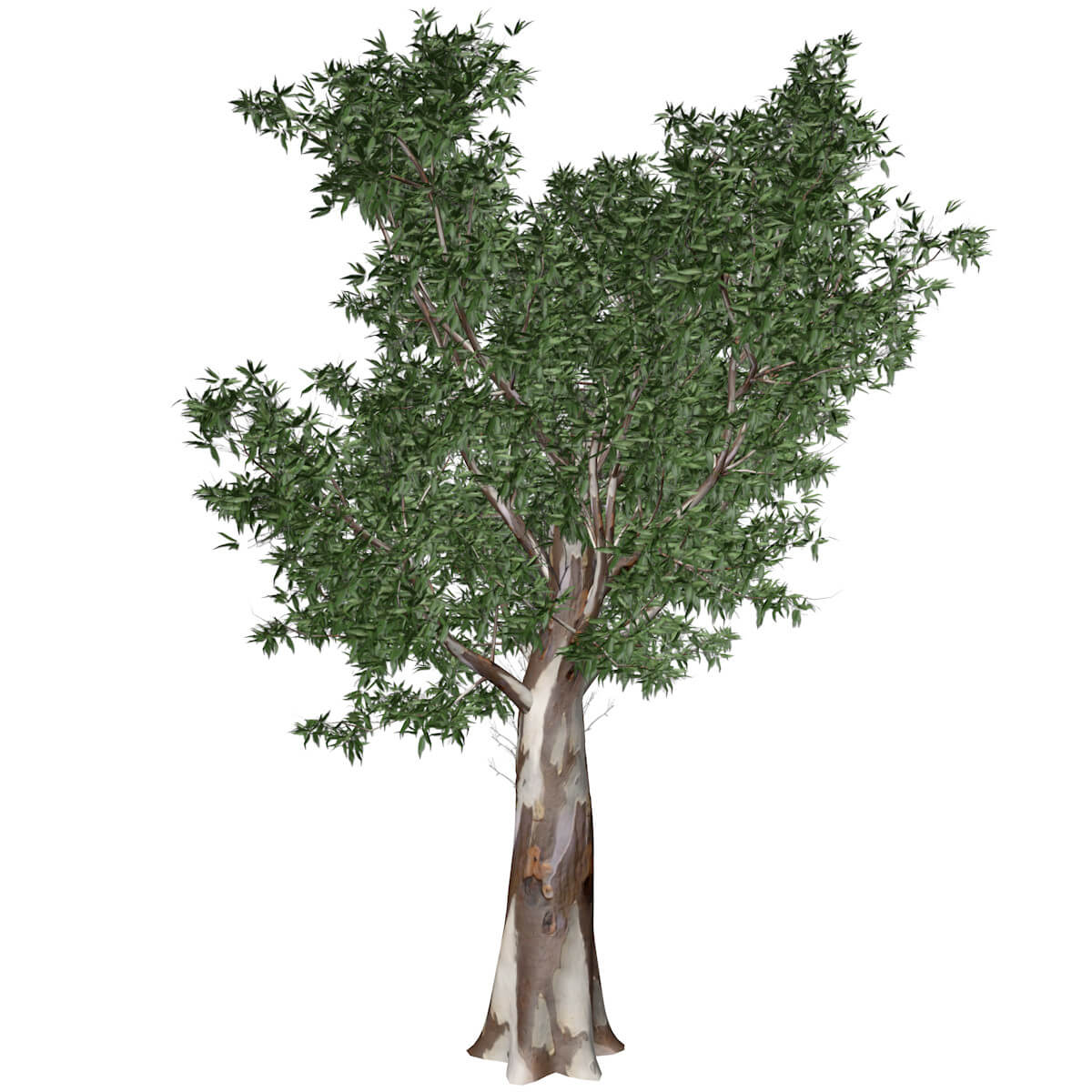 Red Gum Tree #02 - 3D Model by AntonioKowatsch
