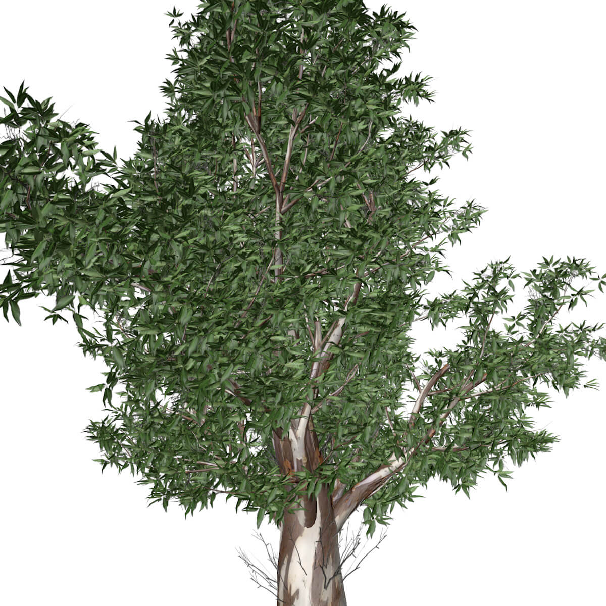 Red Gum Tree #06 - 3D Model by AntonioKowatsch