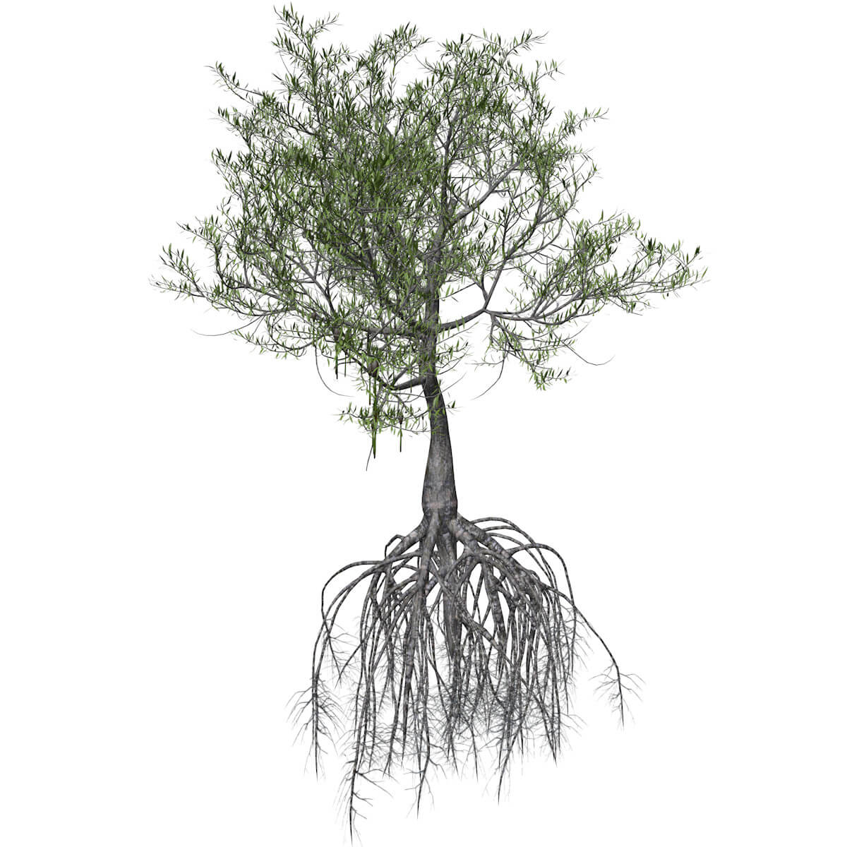 Red Mangrove Tree #01 - 3D Model by AntonioKowatsch