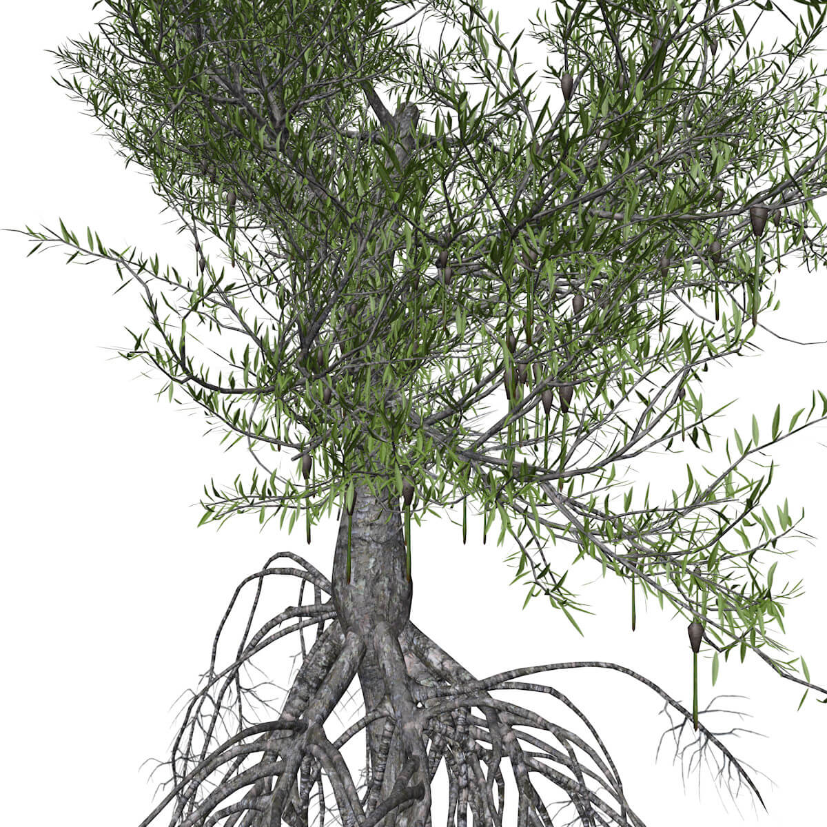Red Mangrove Tree #02 - 3D Model by AntonioKowatsch
