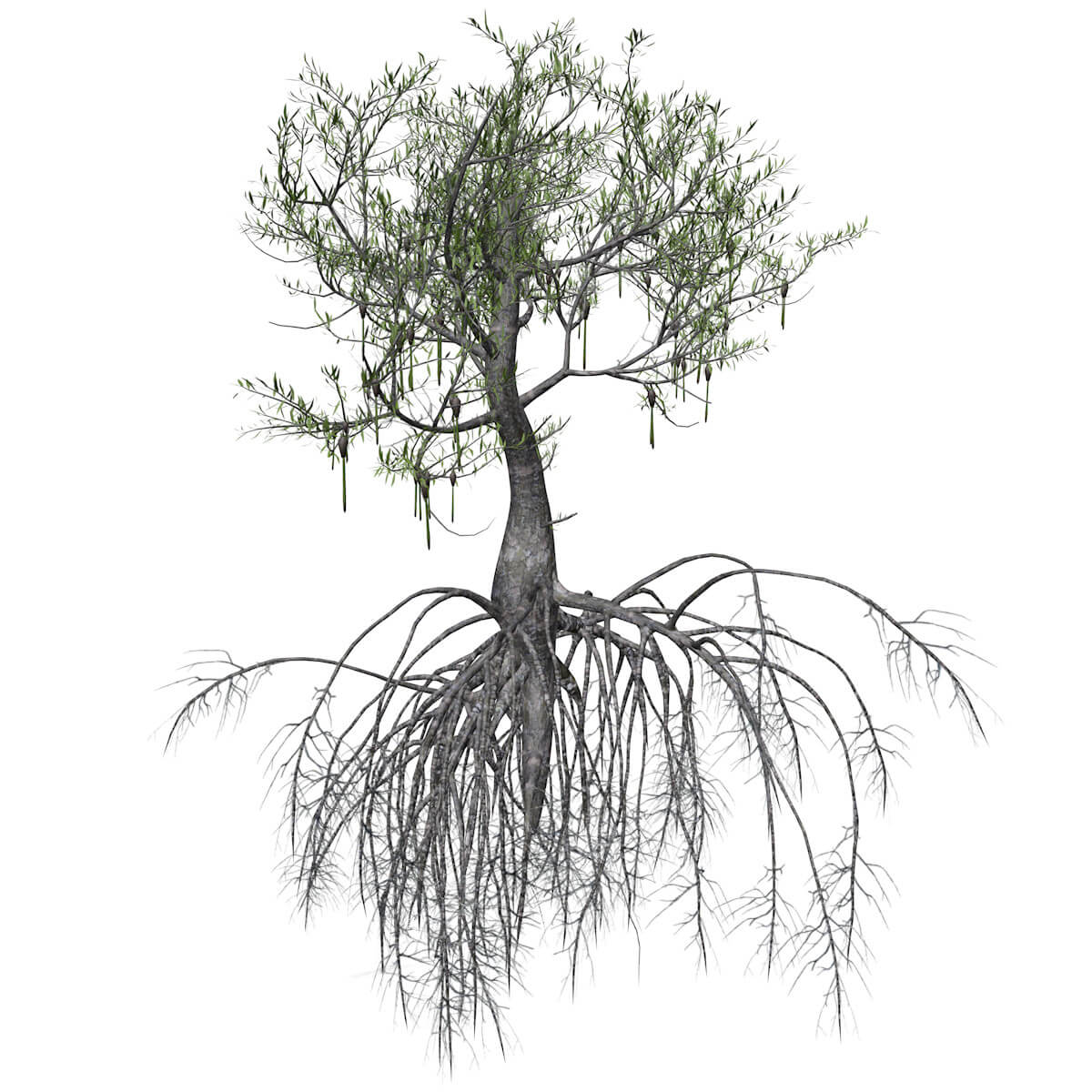 Mangrove Tree Drawing