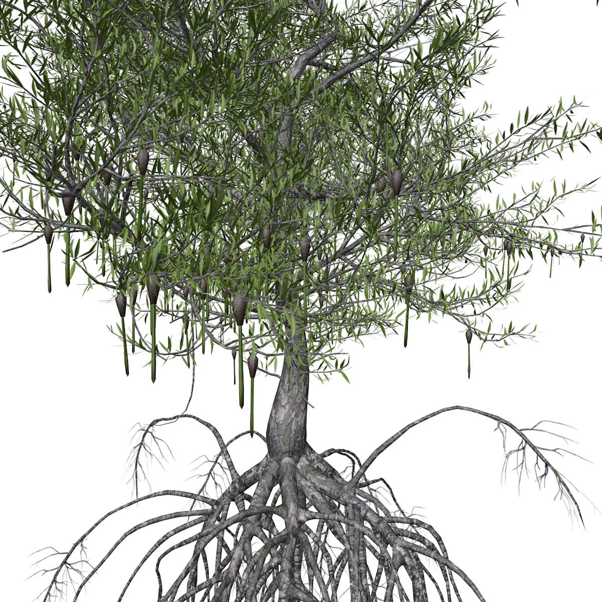 Red Mangrove Tree #05 - 3D Model by AntonioKowatsch