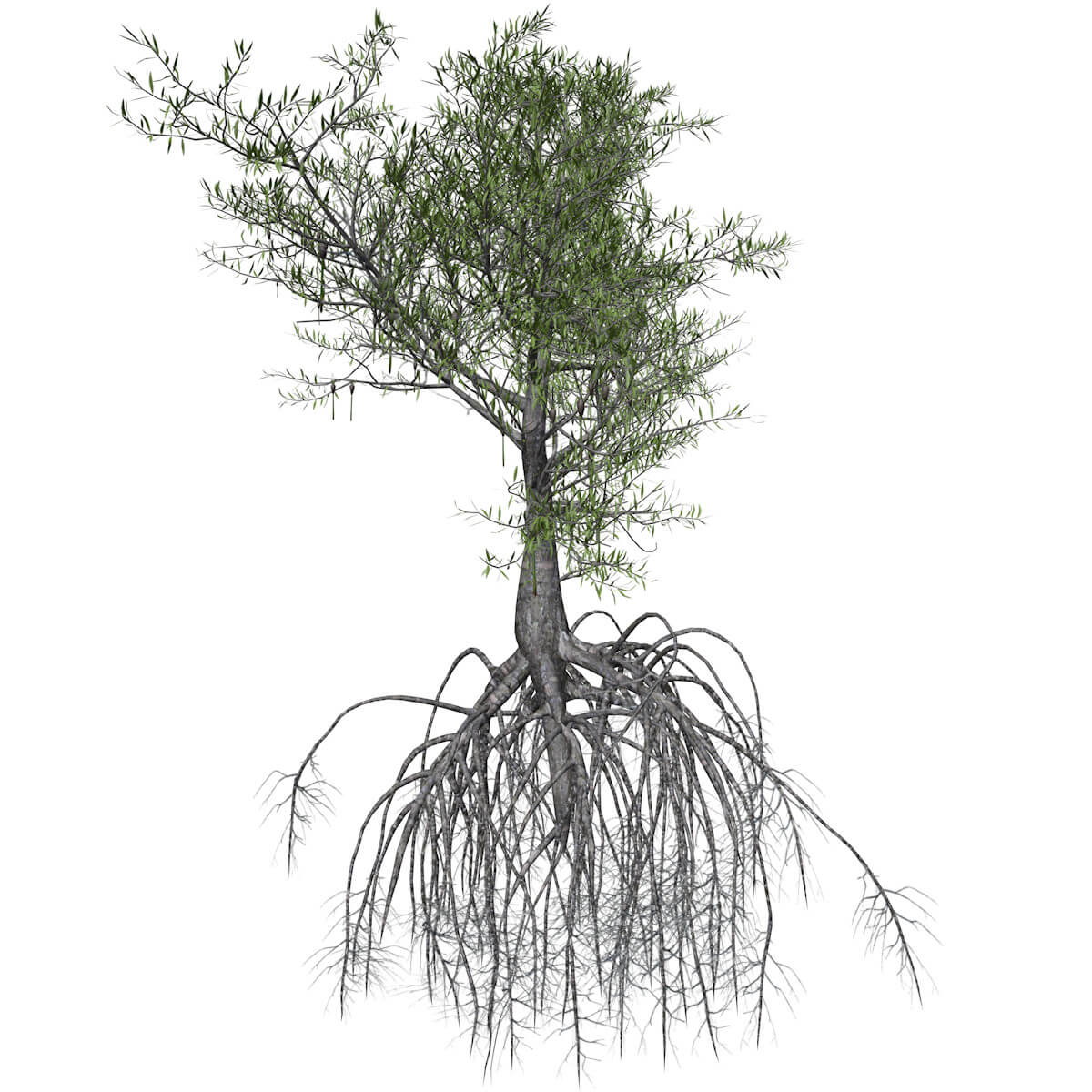 Red Mangrove Tree #06 - 3D Model by AntonioKowatsch