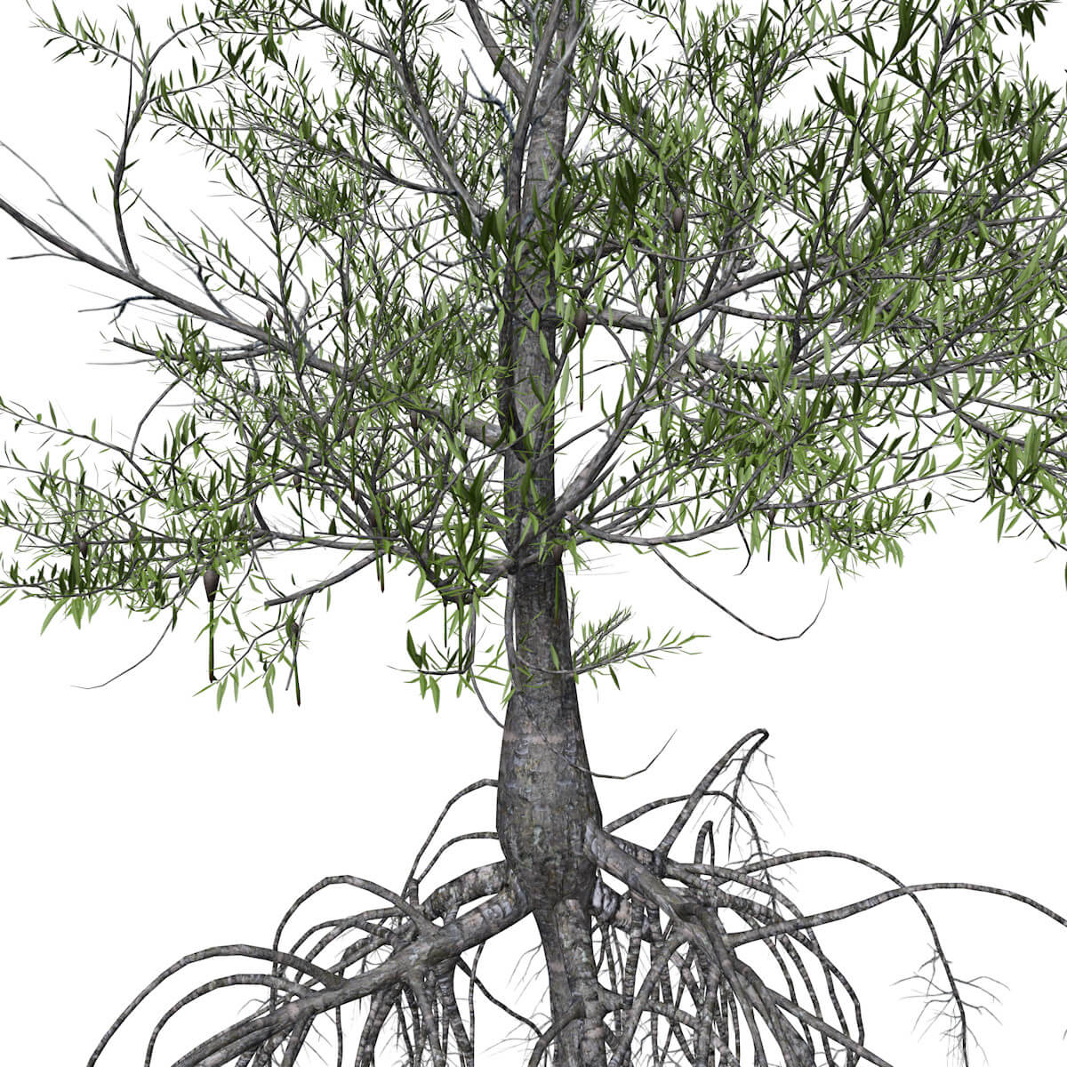 Red Mangrove Tree #07 - 3D Model by AntonioKowatsch