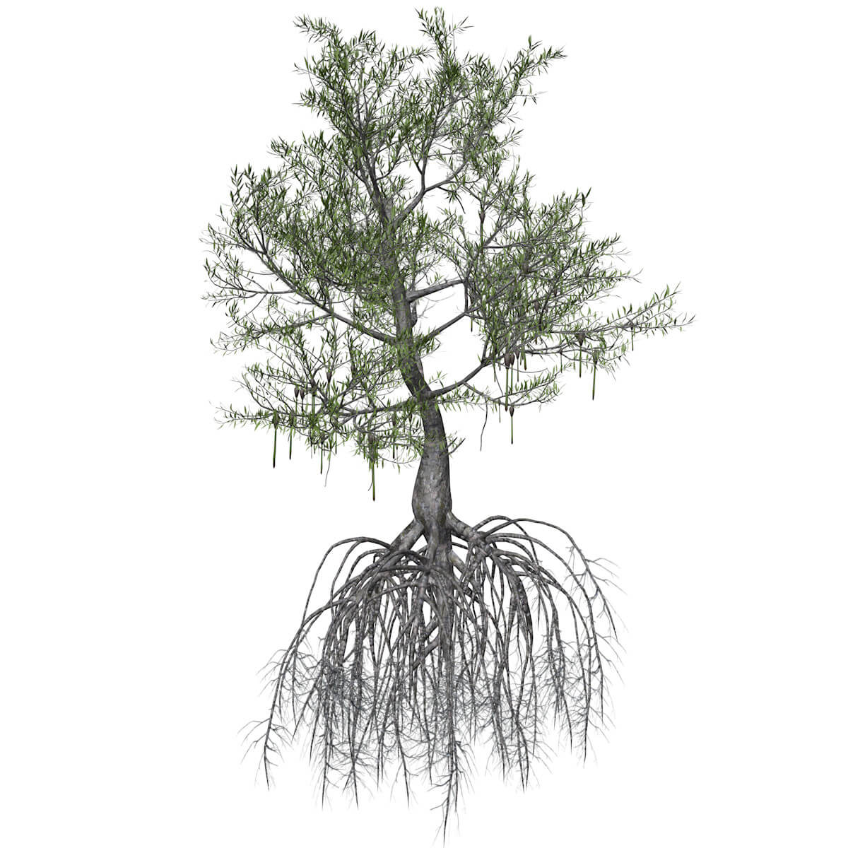 Red Mangrove Tree #08 - 3D Model by AntonioKowatsch