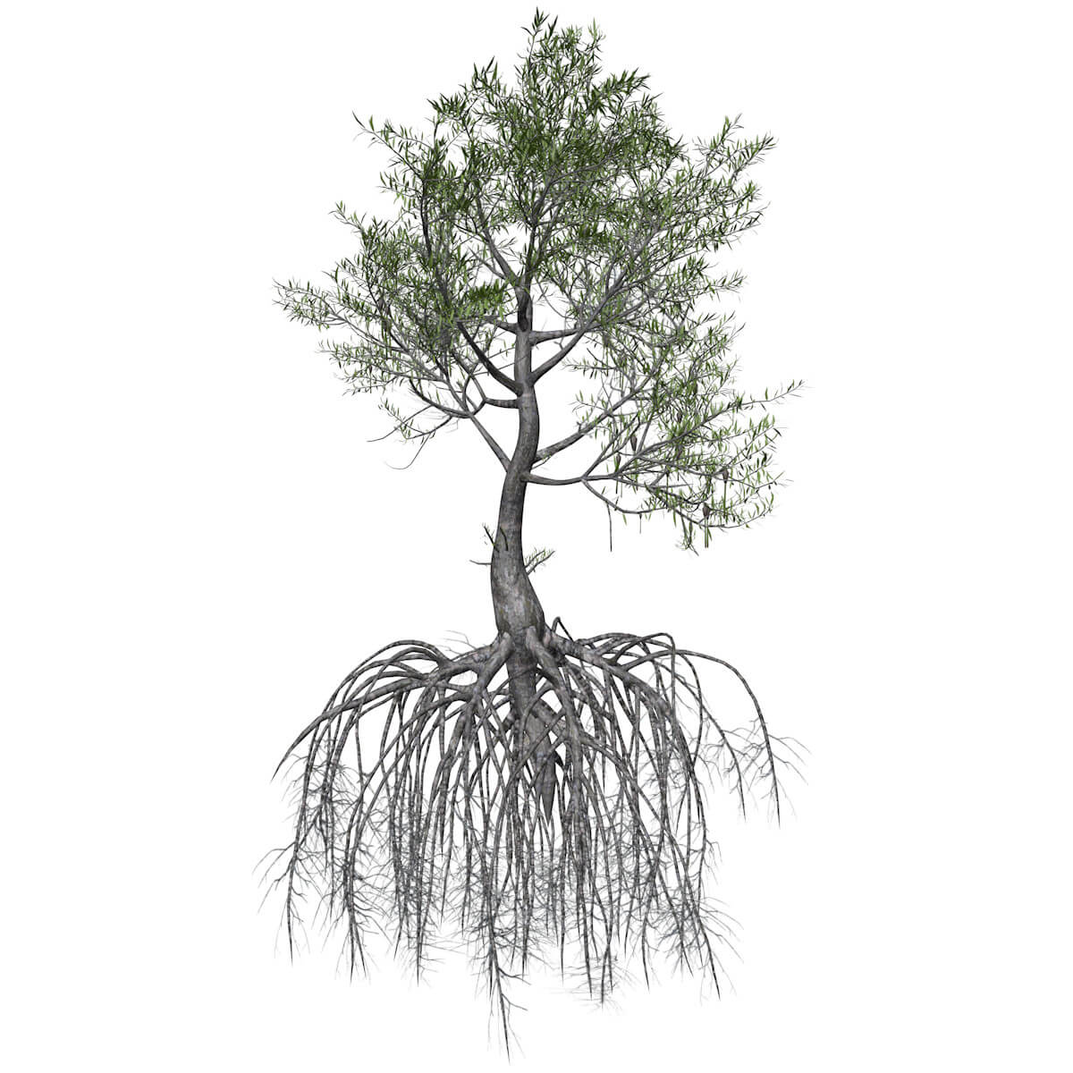 Red Mangrove Tree Collection by AntonioKowatsch