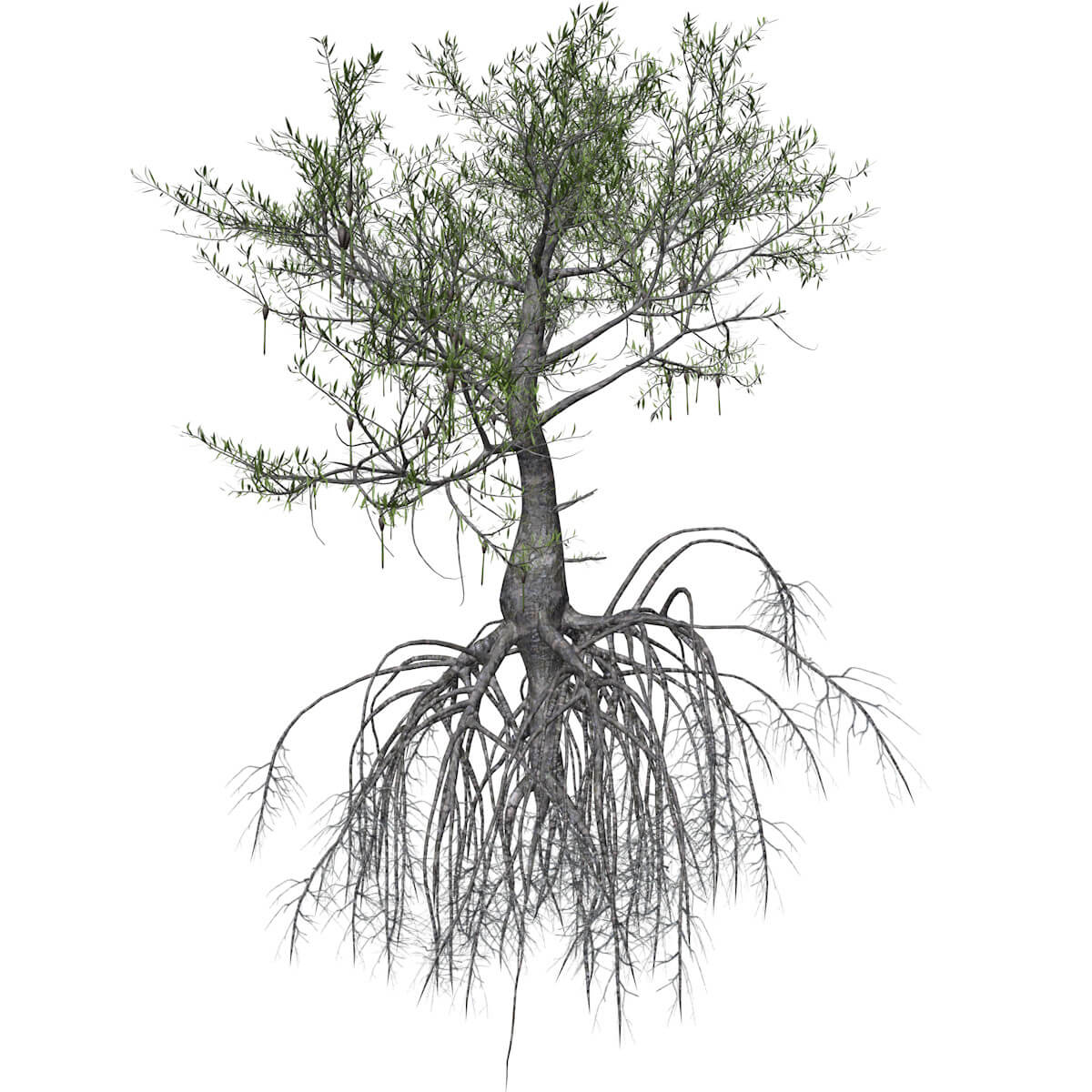 Red Mangrove Tree #10 - 3D Model by AntonioKowatsch