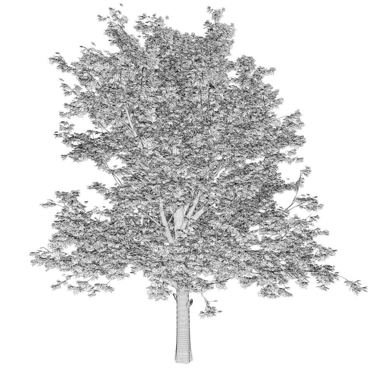 Red Maple Tree Collection by AntonioKowatsch