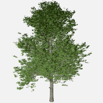 Red Maple Tree #03 - 3D Model by AntonioKowatsch