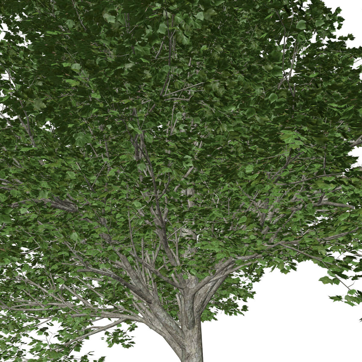 Red Maple Tree #04 - 3D Model by AntonioKowatsch