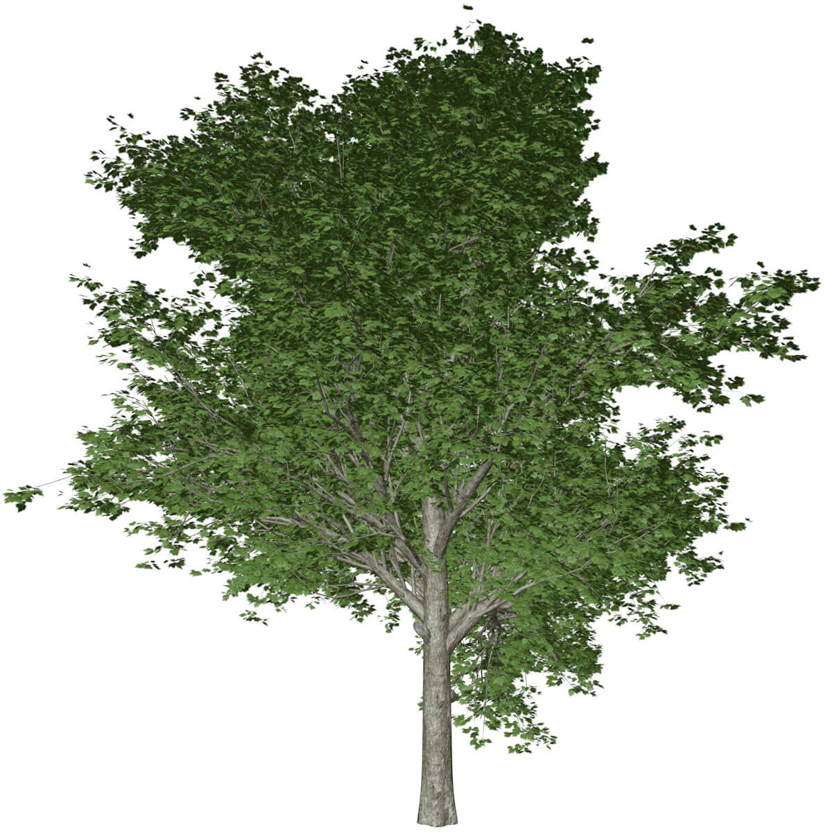 Red Maple Tree #05 - 3D Model by AntonioKowatsch