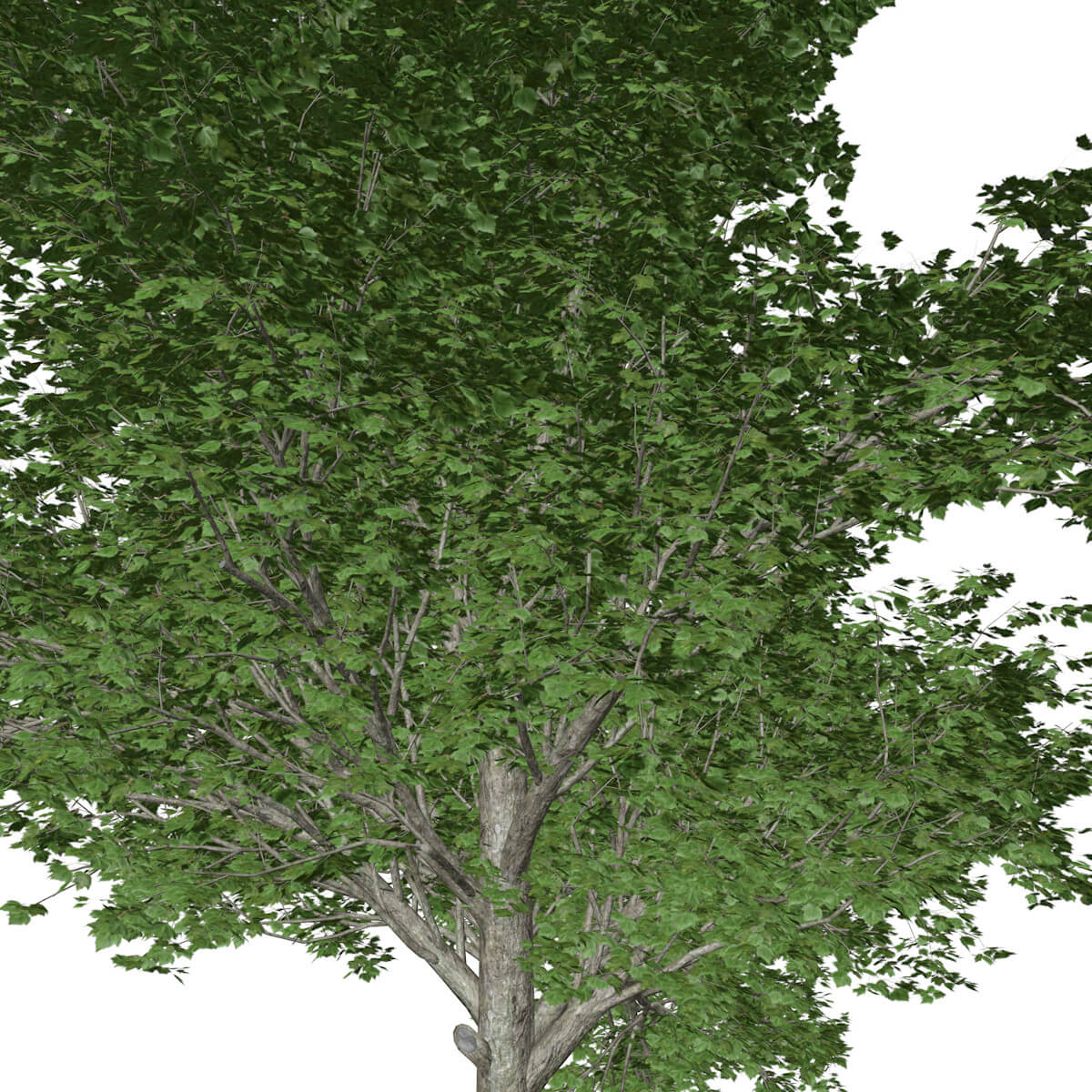 Red Maple Tree Collection by AntonioKowatsch